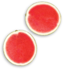 Sol Melons 1578