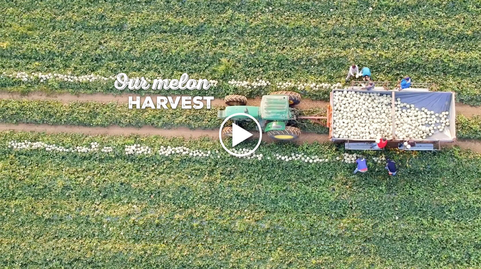 Sol Melons 8030